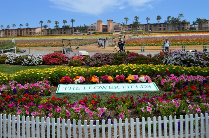 Aventuras en tractor y carretón: The Flower Fields & Tanaka Farms ...